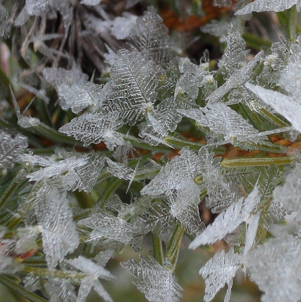 filigran Foto & Bild | jahreszeiten, winter, natur Bilder auf fotocommunity