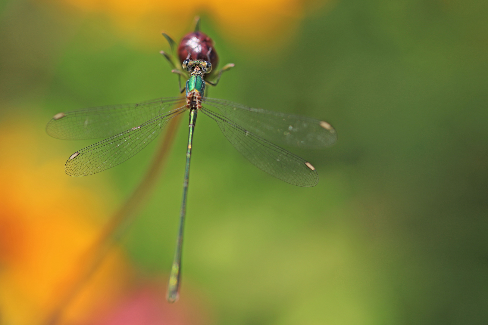 Filigran Foto & Bild | nah- & makro, tiere, wildlife Bilder auf ...