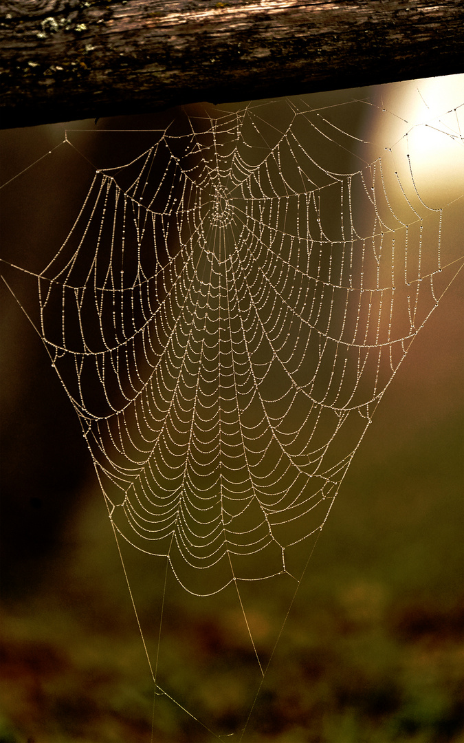 filigran... Foto & Bild | deutschland, europe, bayern Bilder auf ...