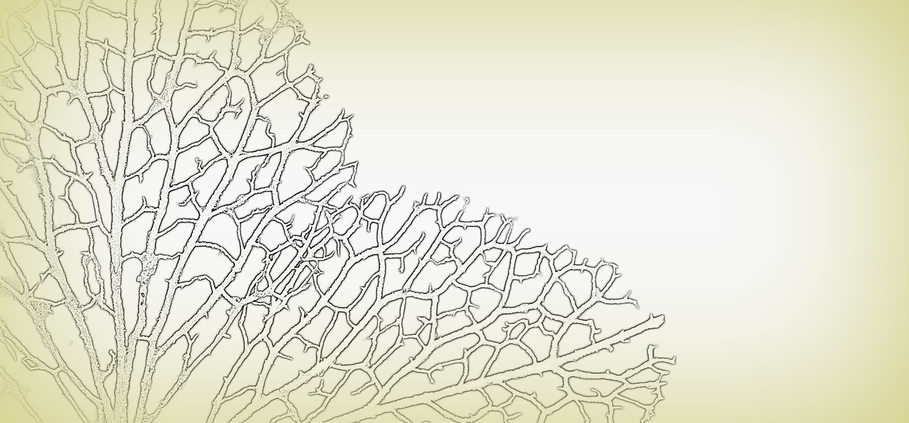 filigran Foto & Bild | bearbeitungs - techniken, bea, digiart Bilder ...