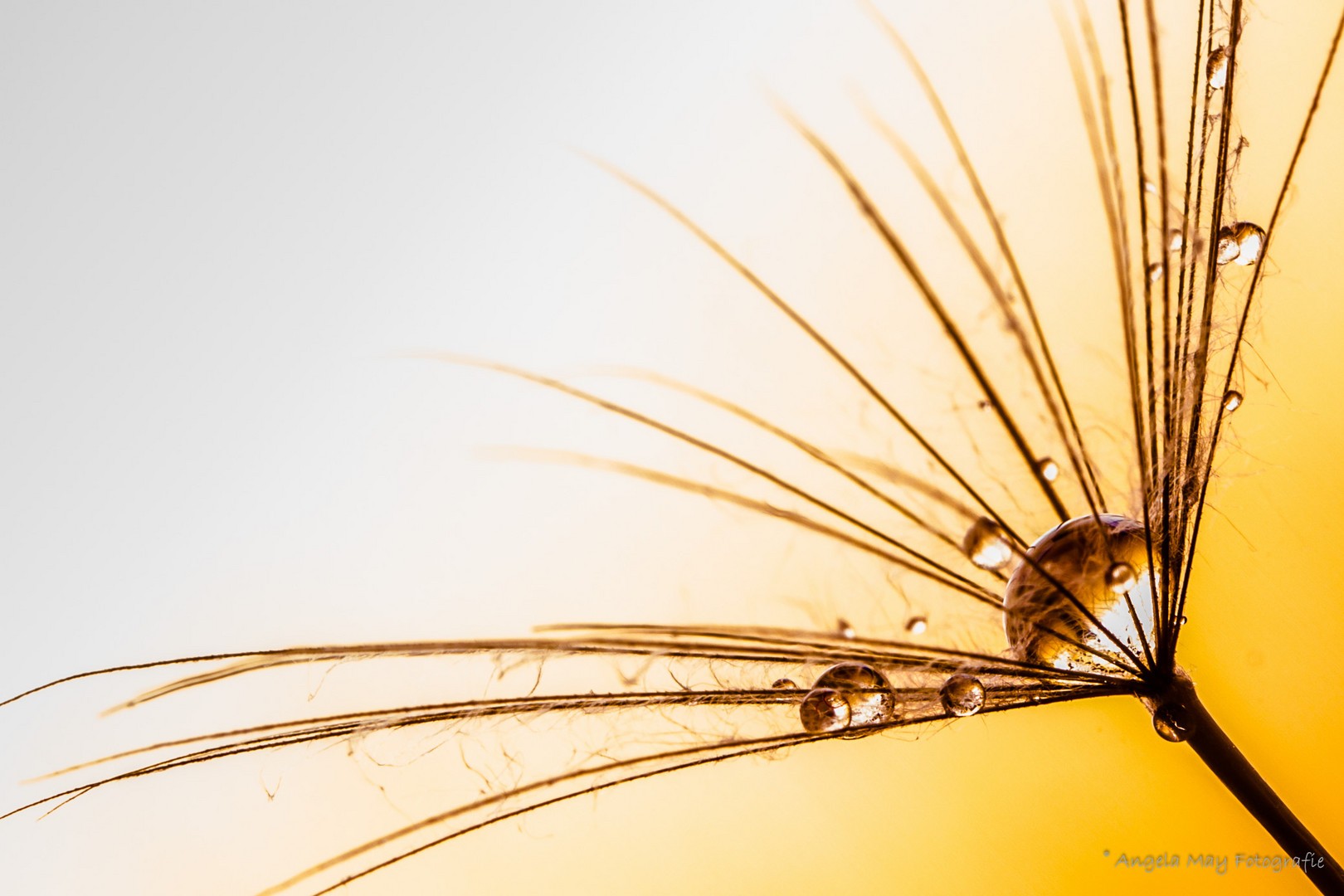 Filigran Foto & Bild | natur-makros, natur-kreativ, aufnahmetechniken ...