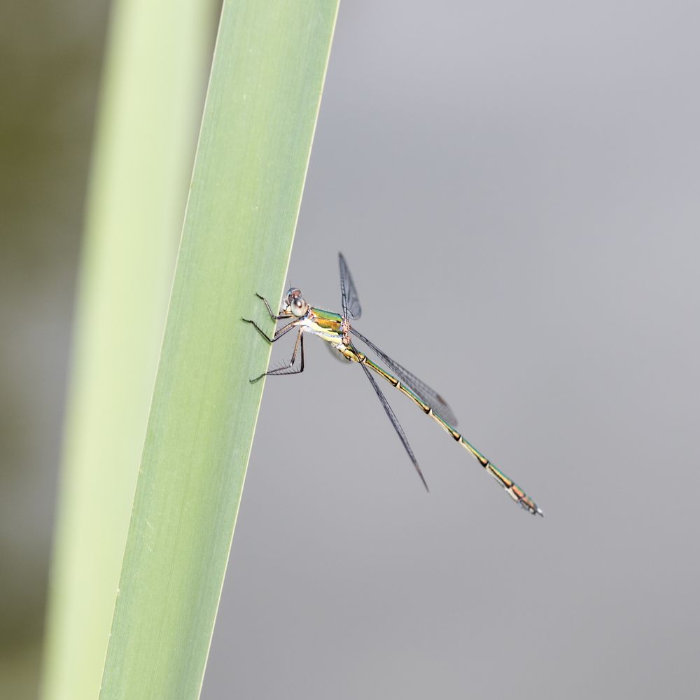 Filigran Foto & Bild | tiere, wildlife, libellen Bilder auf fotocommunity