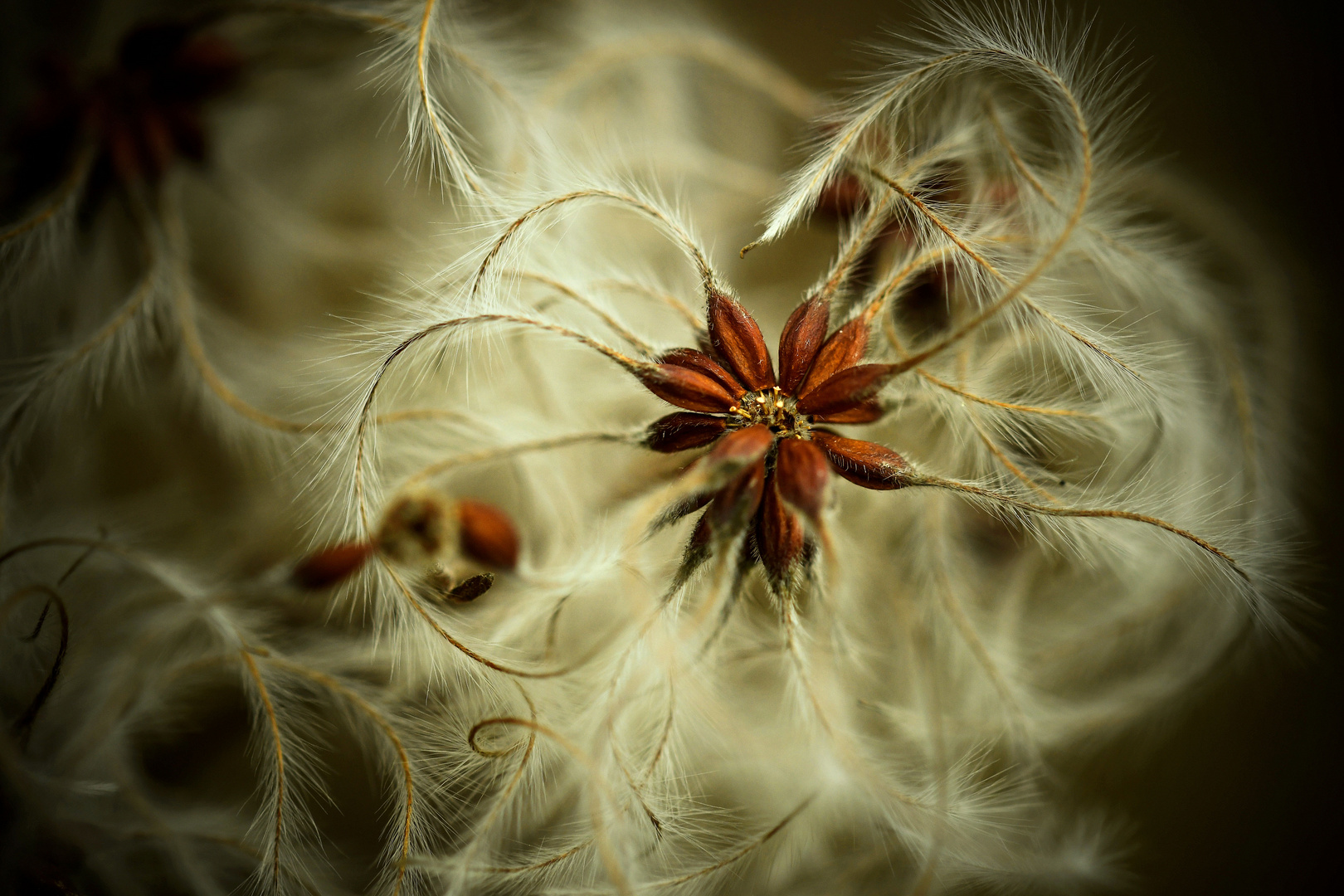 filigran Foto & Bild | pflanzen, pilze & flechten, blüten ...