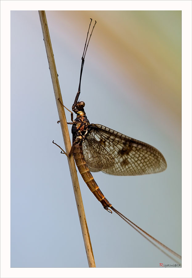 Foto & Bild | tiere, wildlife, insekten Bilder auf fotocommunity