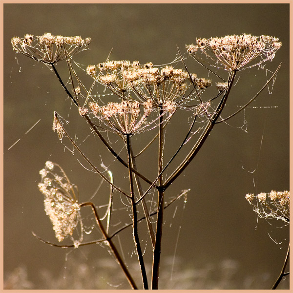 filigran Foto & Bild | pflanzen, pilze & flechten, natur Bilder auf ...