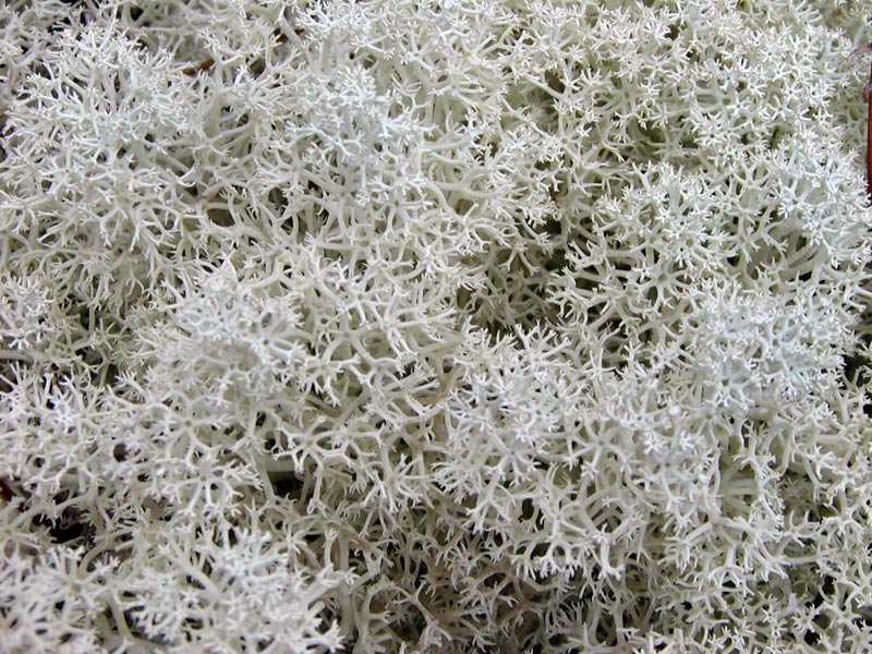 Filigran... Foto & Bild | europe, scandinavia, norway Bilder auf ...