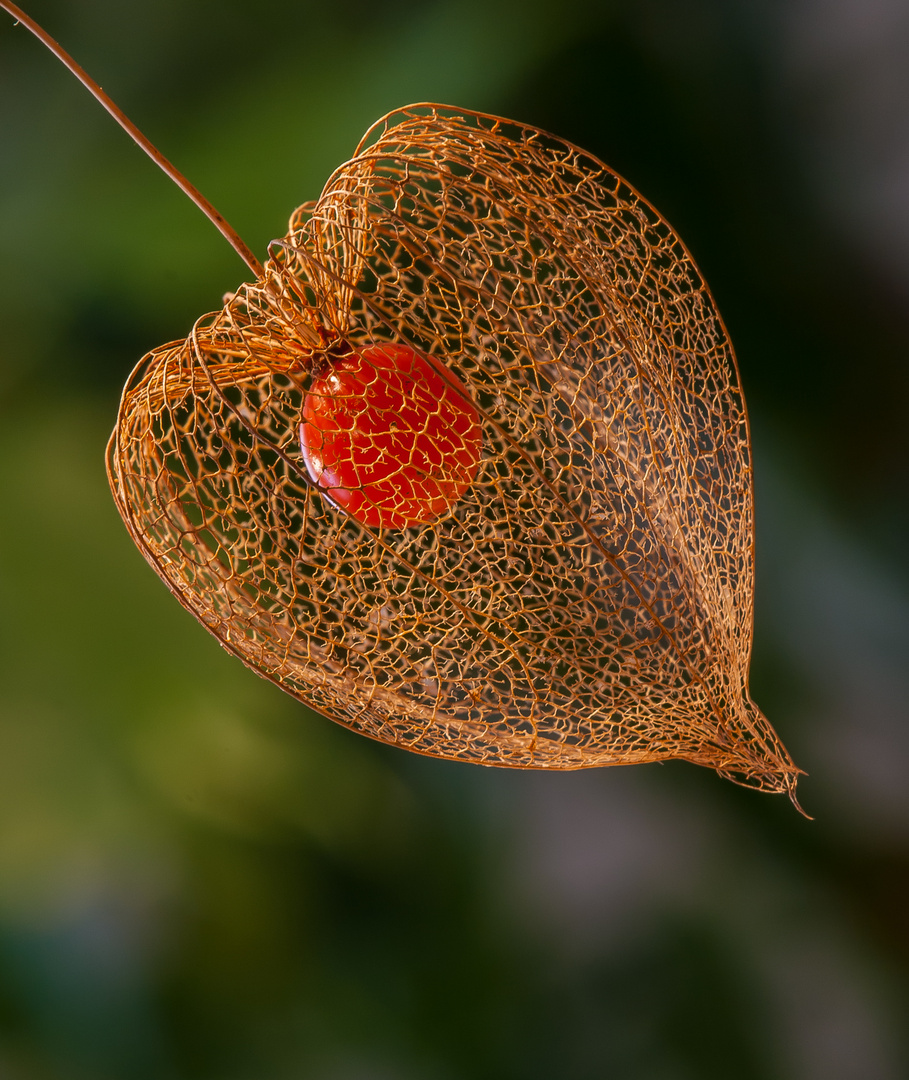 * filigran * Foto & Bild | natur, pflanzen, blüten- & kleinpflanzen ...