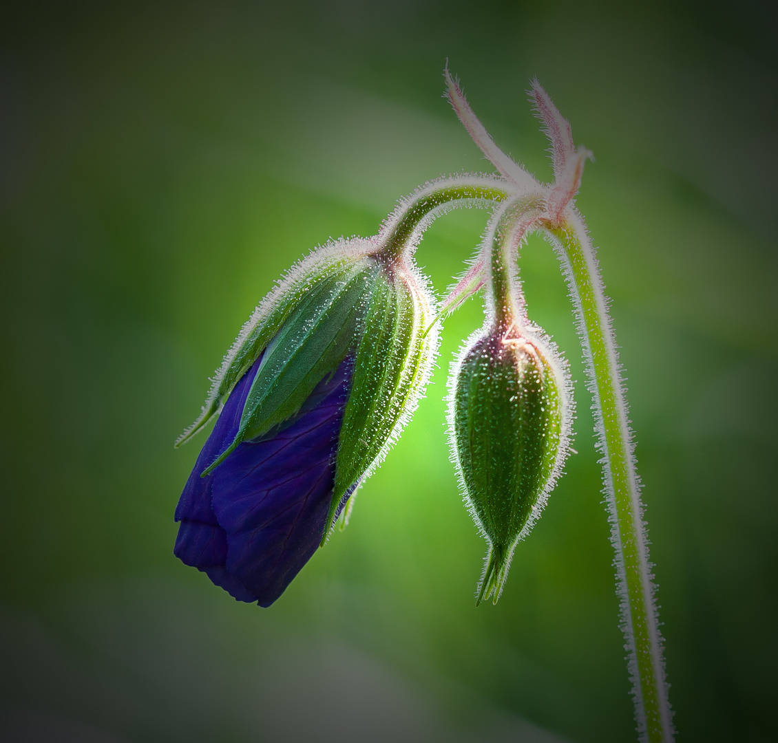 filigran Foto & Bild | pflanzen, pilze & flechten, blüten ...