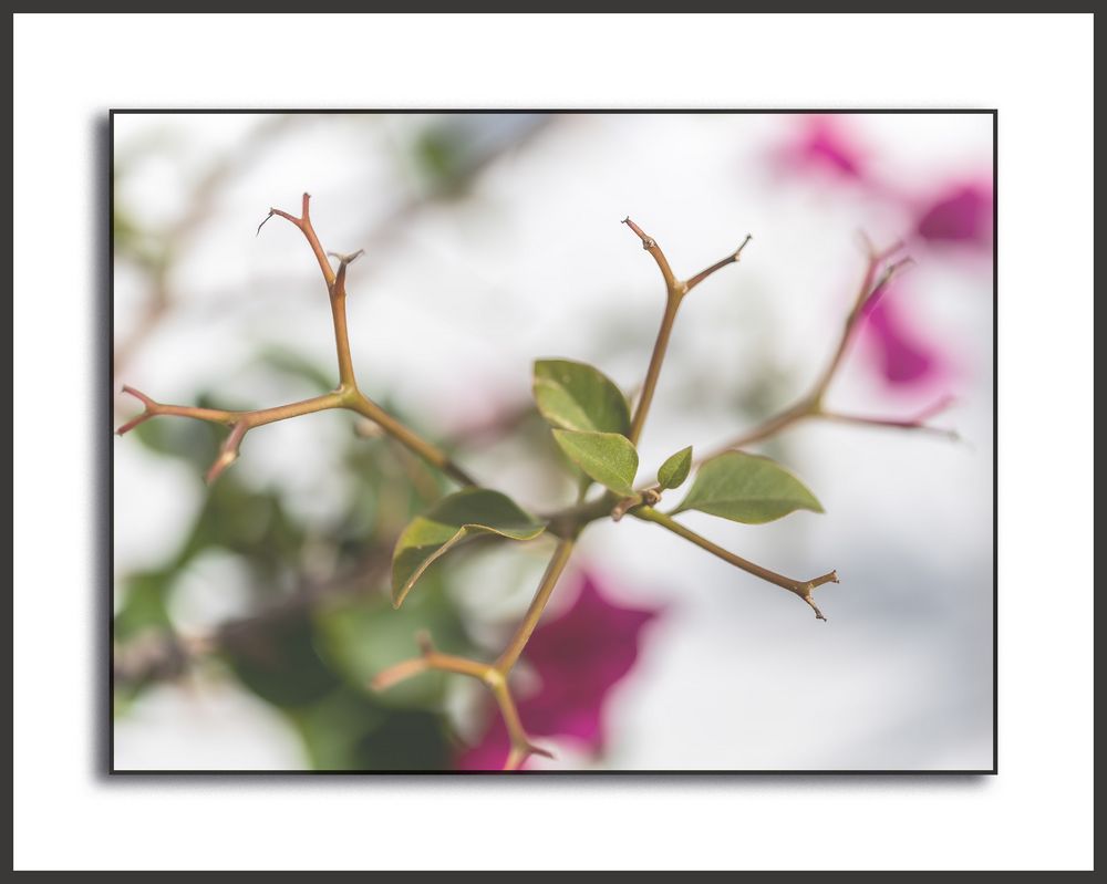 Filigran Foto & Bild | fotos, spezial, dokumentation Bilder auf ...