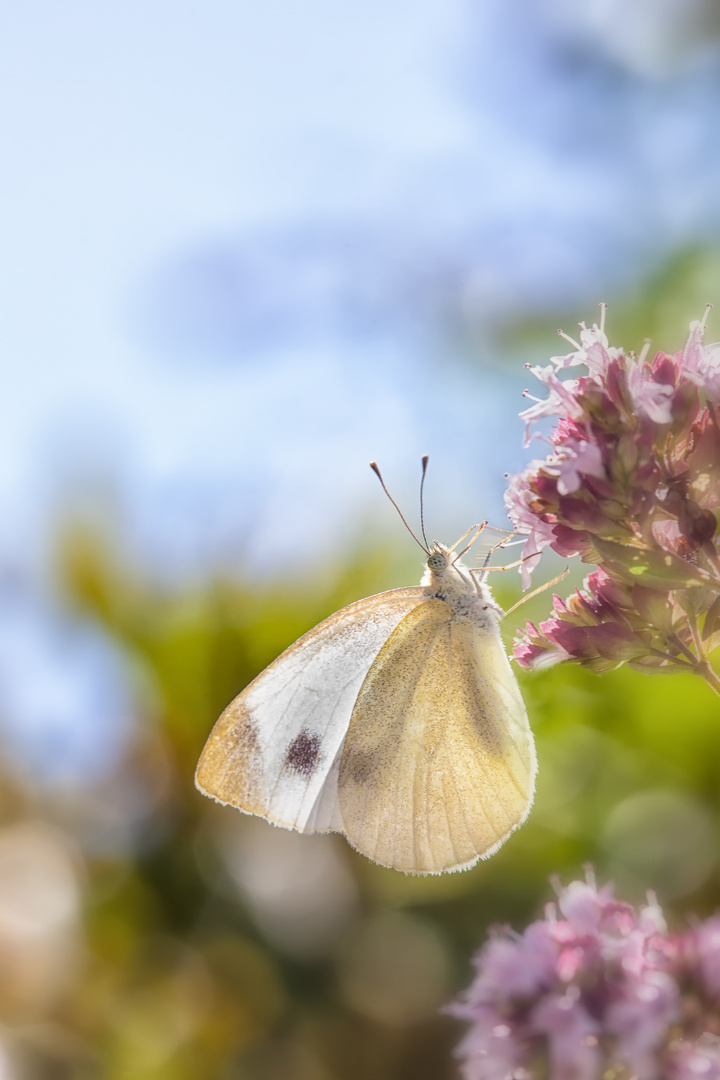 Filigran Foto & Bild | jahreszeiten, sommer, himmel Bilder auf ...