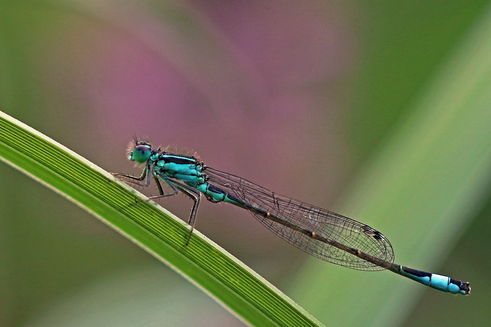 Filigran ... Foto & Bild | tiere, wildlife, libellen Bilder auf ...