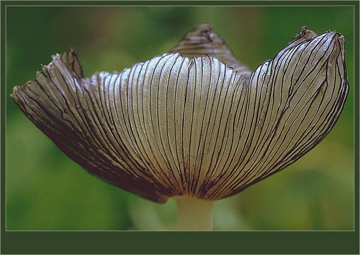 Filigran ... Foto & Bild | pflanzen, pilze & flechten, pilze & flechten ...