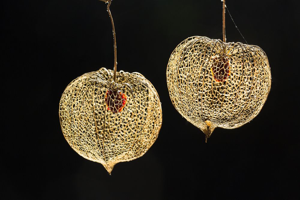 Filigran Foto & Bild | pflanzen, pilze & flechten, früchte und beeren ...