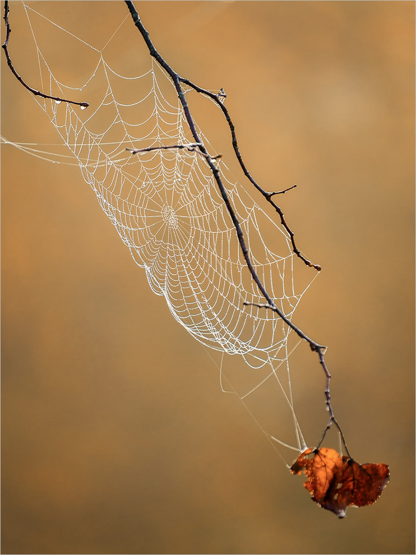 filigran Foto & Bild | oktober, makro, natur Bilder auf fotocommunity