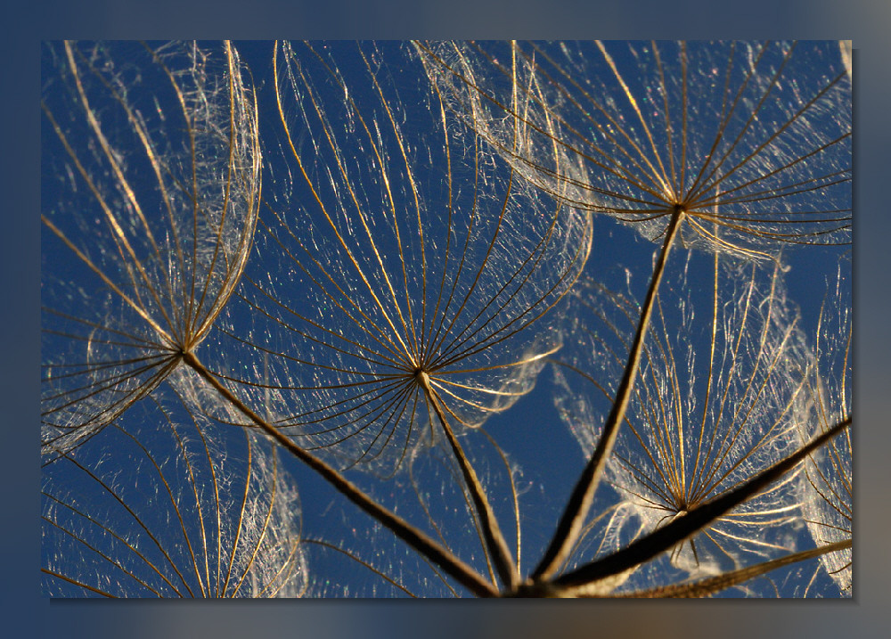 Filigran... Foto & Bild | sonstiges, naturkunst, natur Bilder auf ...