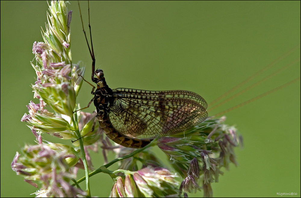 Foto & Bild | tiere, wildlife, insekten Bilder auf fotocommunity