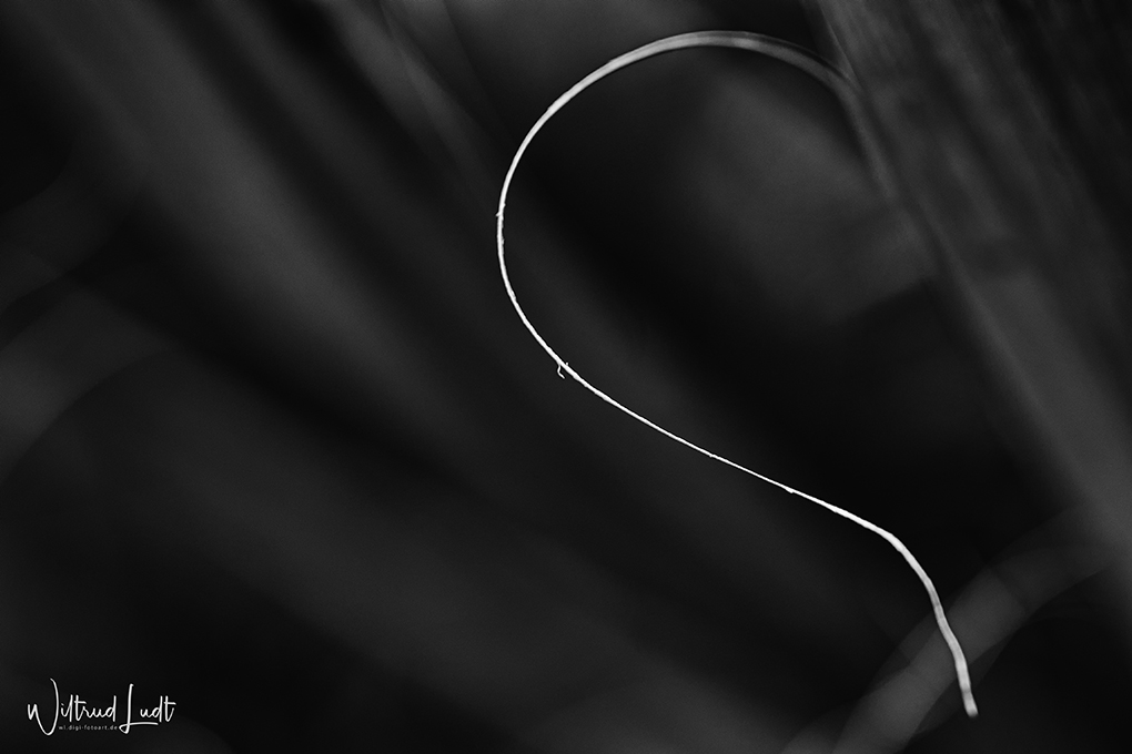 Filigran Foto & Bild | natur-makros, natur-kreativ, aufnahmetechniken ...