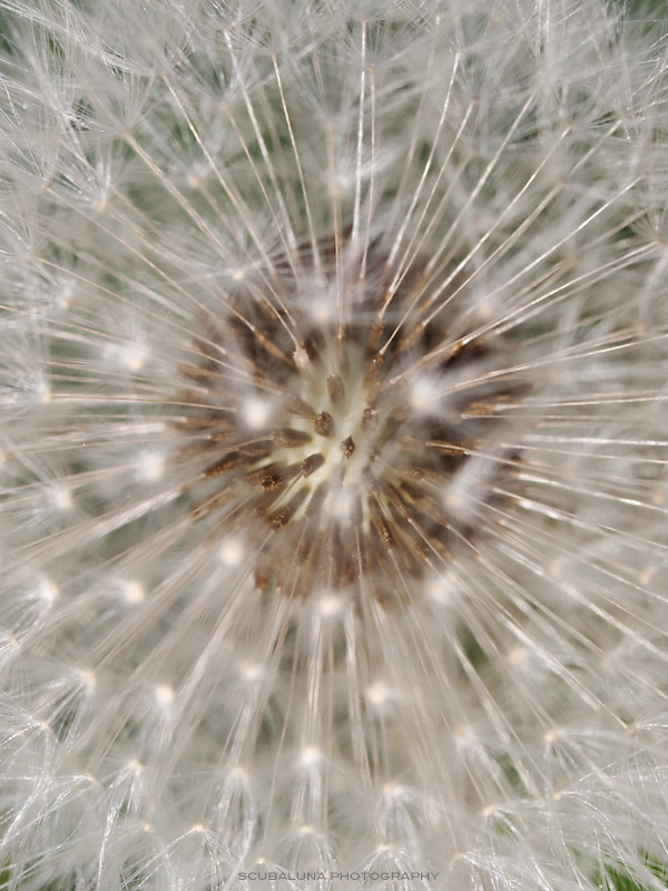 *filigran* Foto & Bild | pflanzen, pilze & flechten, blüten ...