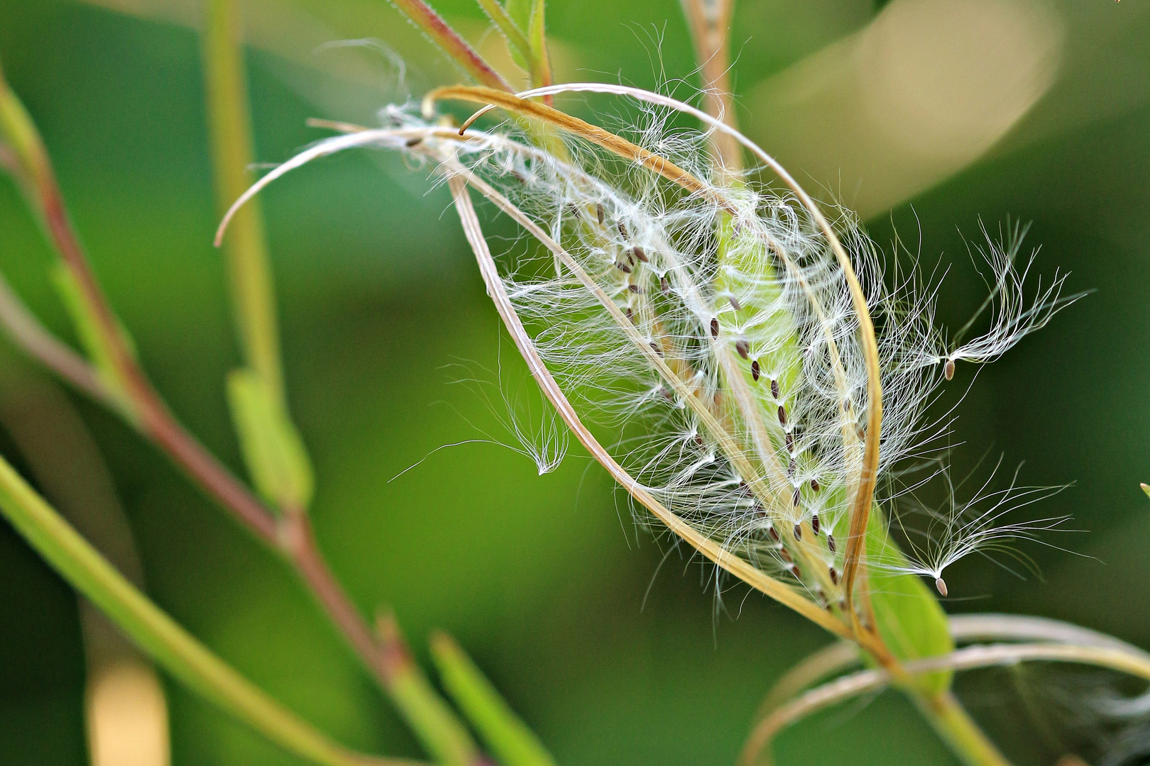 Filigran Foto & Bild | sommer, makro, sonne Bilder auf fotocommunity