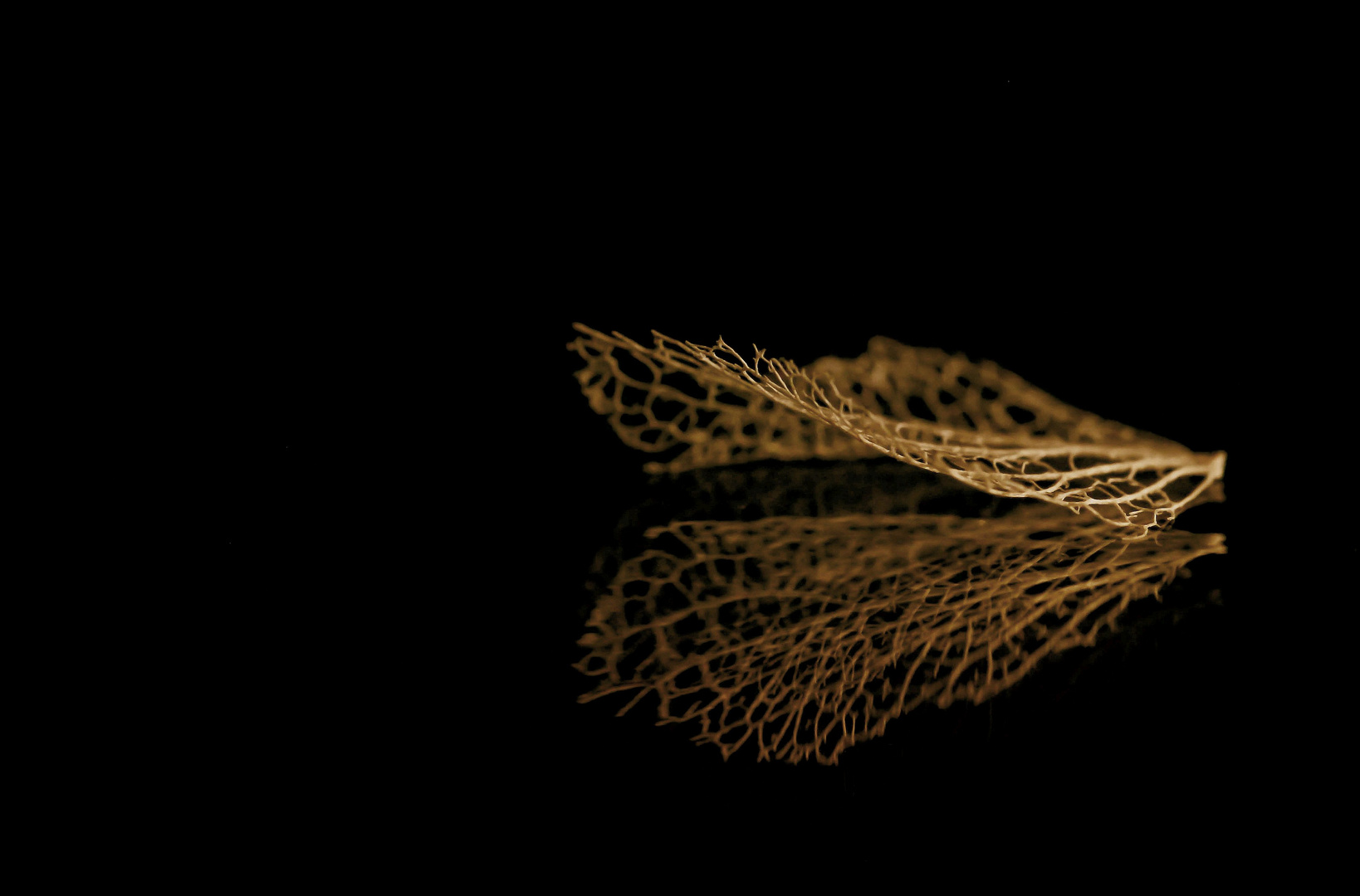 filigran Foto & Bild | natur-makros, natur-kreativ, aufnahmetechniken ...