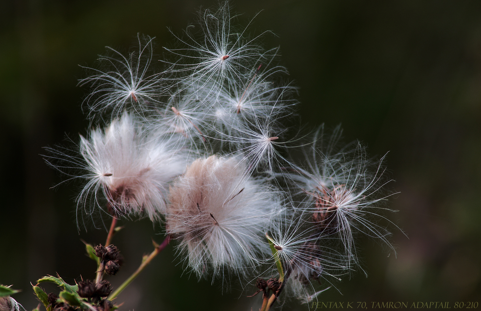 Filigran Foto & Bild | natur Bilder auf fotocommunity