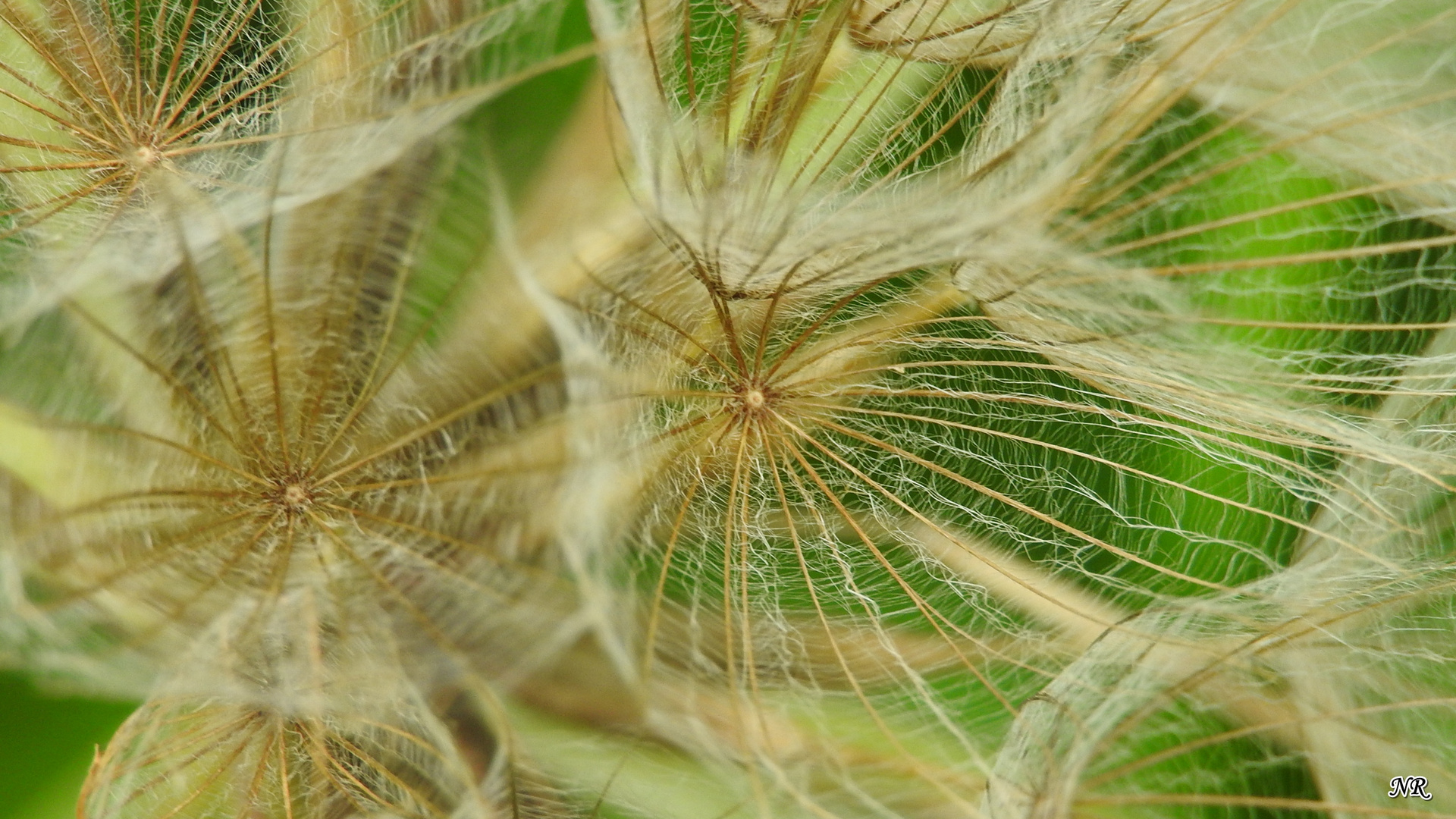 filigran Foto & Bild | natur, frucht, pflanzen Bilder auf fotocommunity