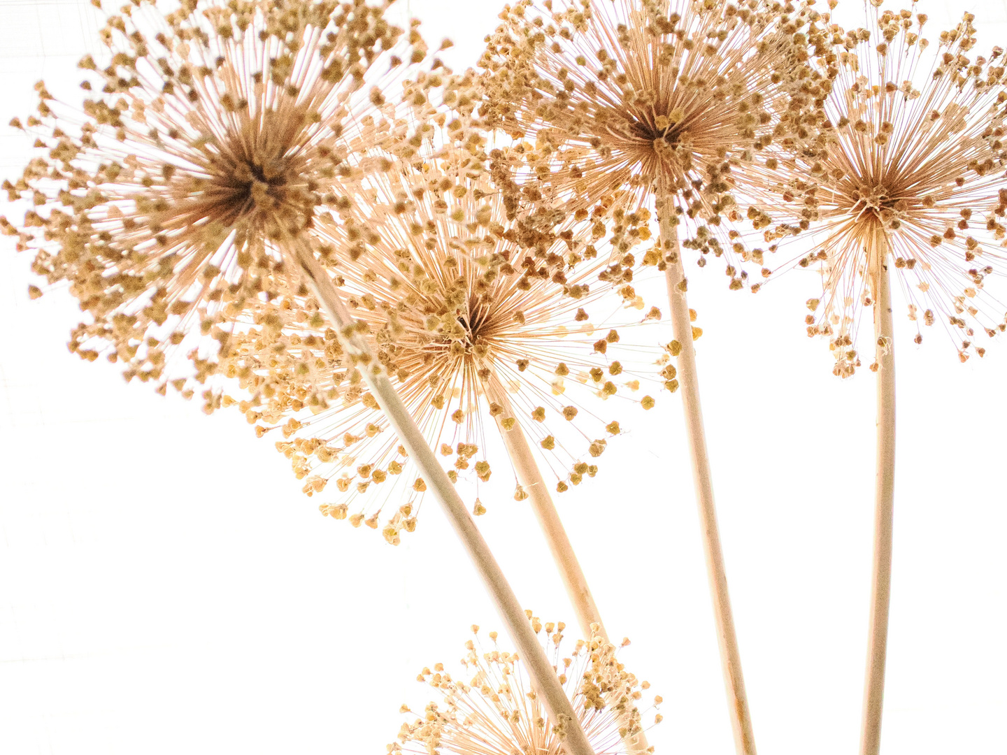 filligran Foto & Bild | alltagsdesign, stillleben, blume Bilder auf ...