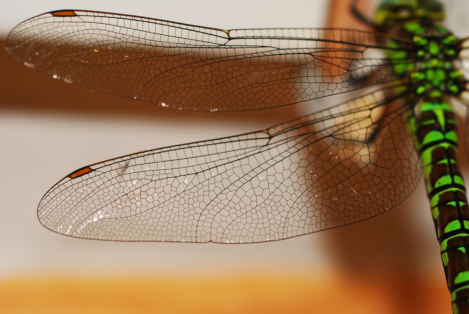 Filligran Foto & Bild | tiere, wildlife, libellen Bilder auf fotocommunity