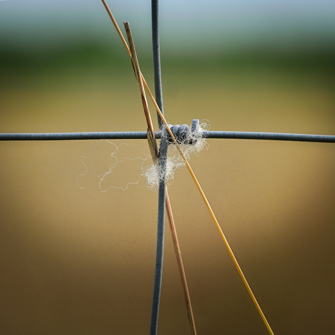 Filligran Foto & Bild | nah- & makro, abstraktes, landschaft Bilder auf ...