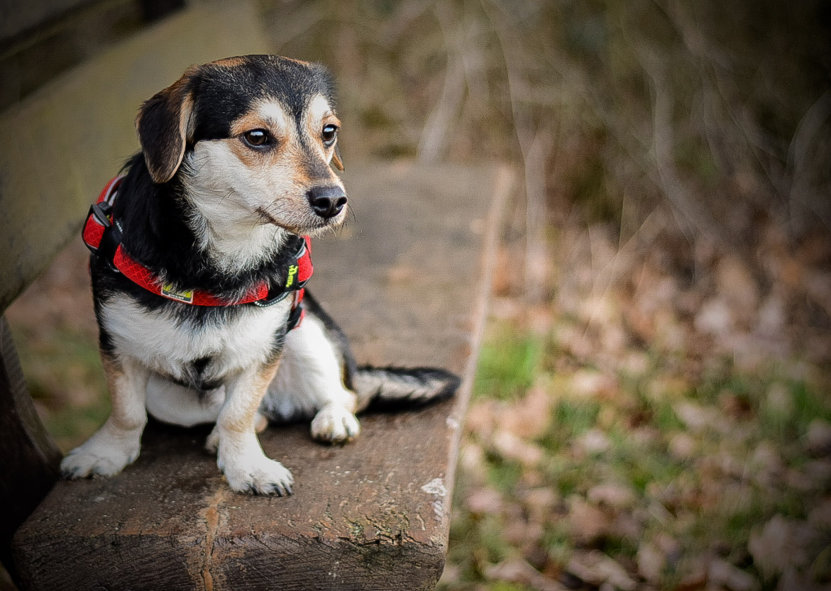 Filou? Foto & Bild | tiere, haustiere, hunde Bilder auf fotocommunity