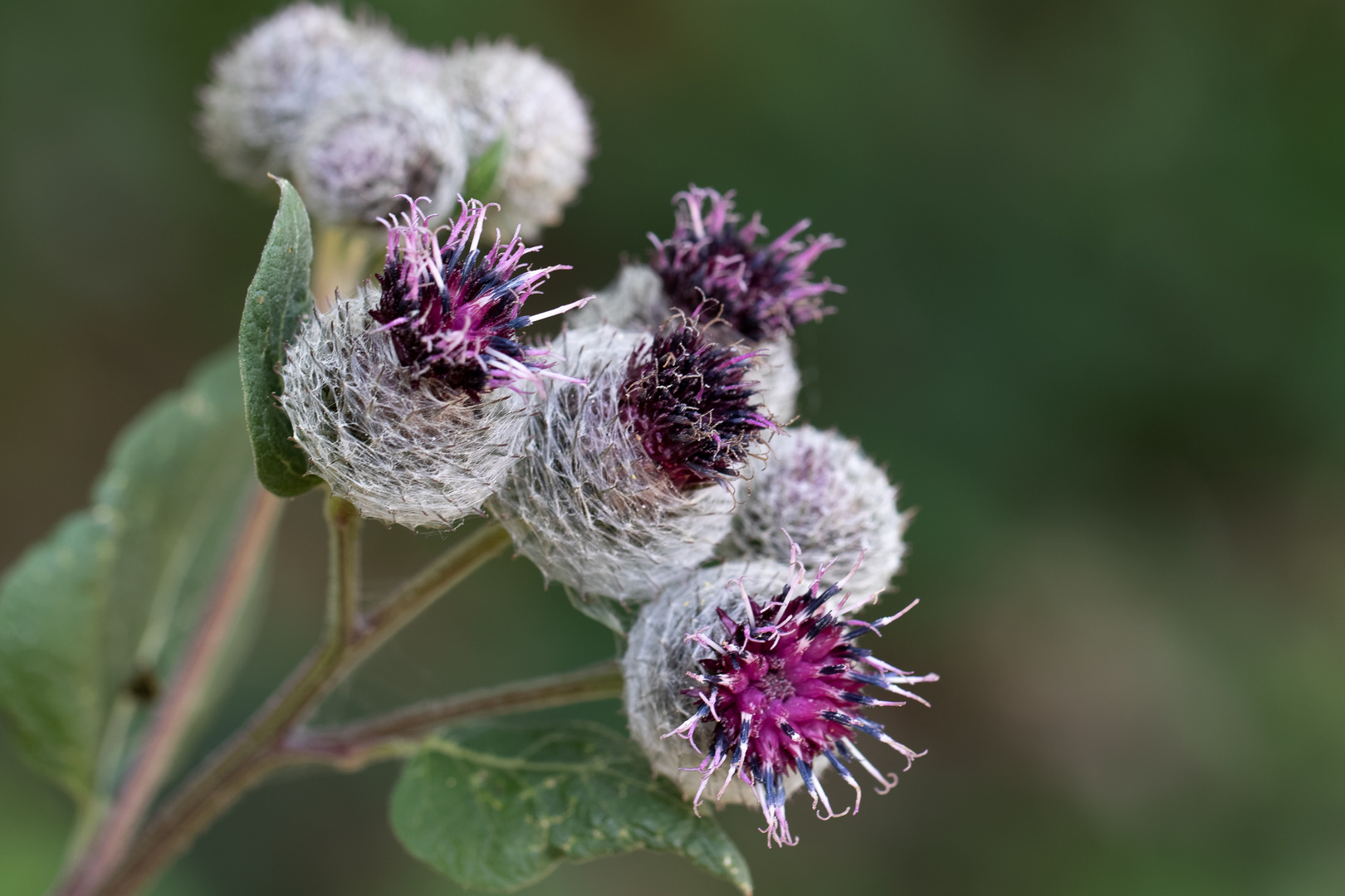 Filz-Klette Foto & Bild | sommer, makro, frühling Bilder auf fotocommunity