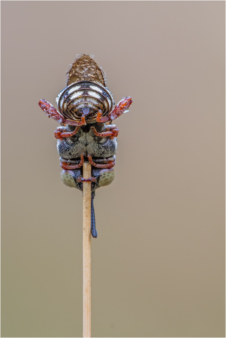 Filzbiene (Epeolus variegatus) Foto & Bild | tiere, wildlife, insekten ...