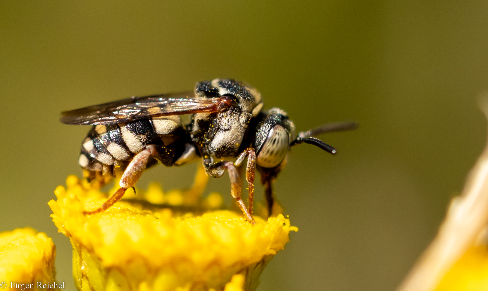 Filzbiene ( epeolus variegatus ) Foto & Bild | tiere, wildlife ...