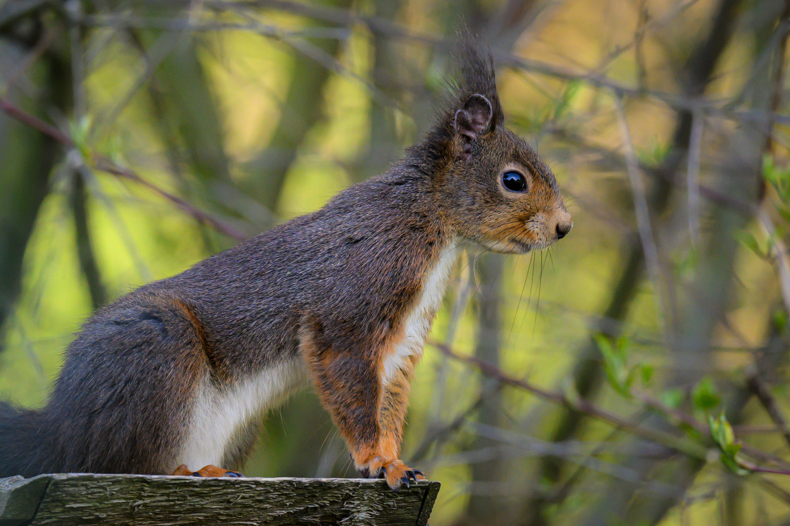 Finally done: Squirrel No. 1 Foto & Bild | nature, eichhörnchen, natur ...