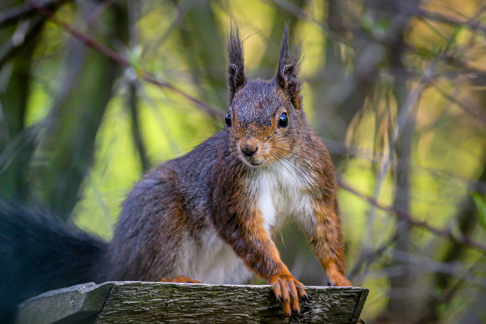Finally done: Squirrel No. 2 Foto & Bild | eichhörnchen, natur, tiere ...