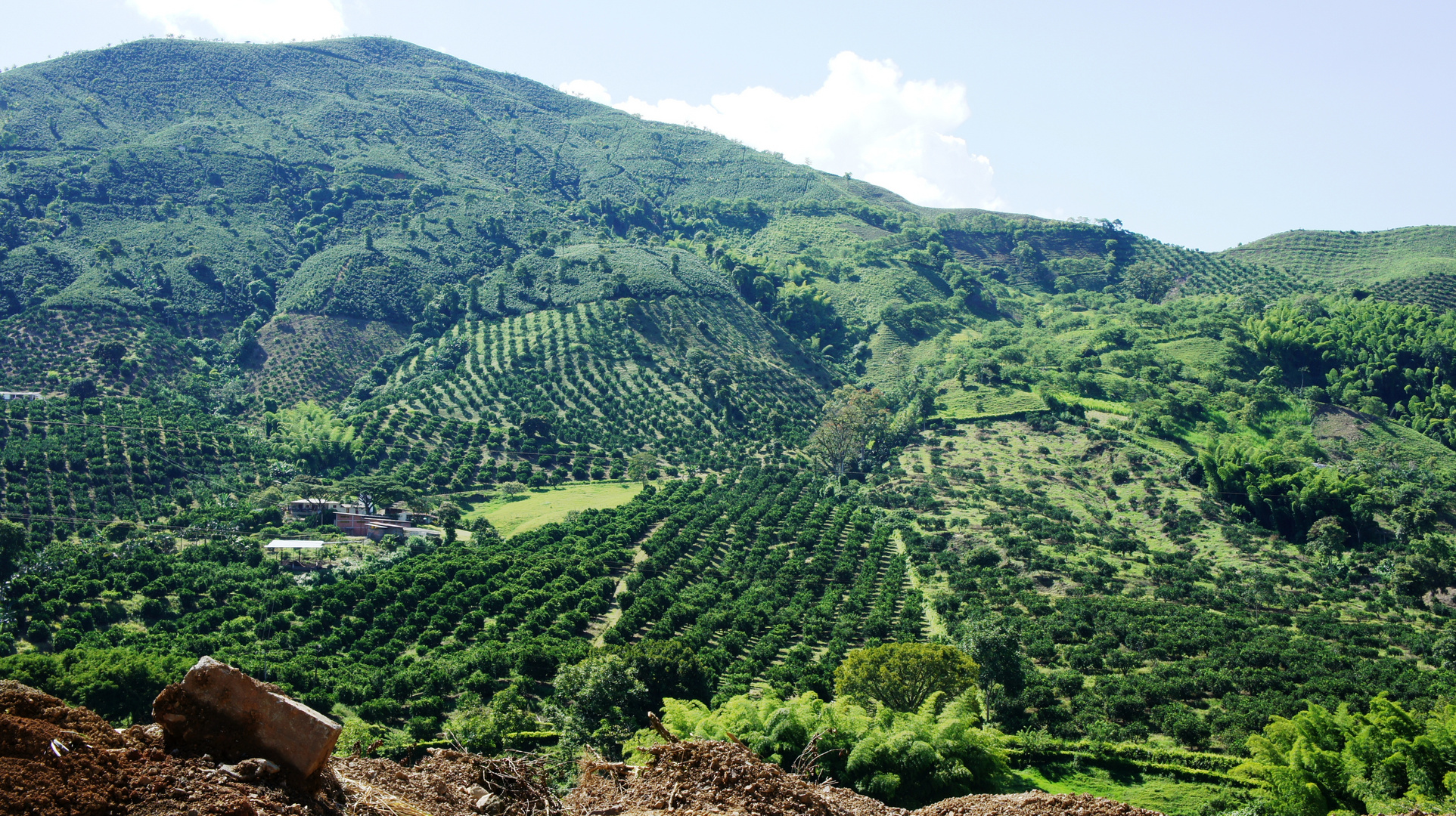 FINCA CAFETERA COLOMBIA BELEN DE UMBRIA Imagen & Foto | paisajes ...