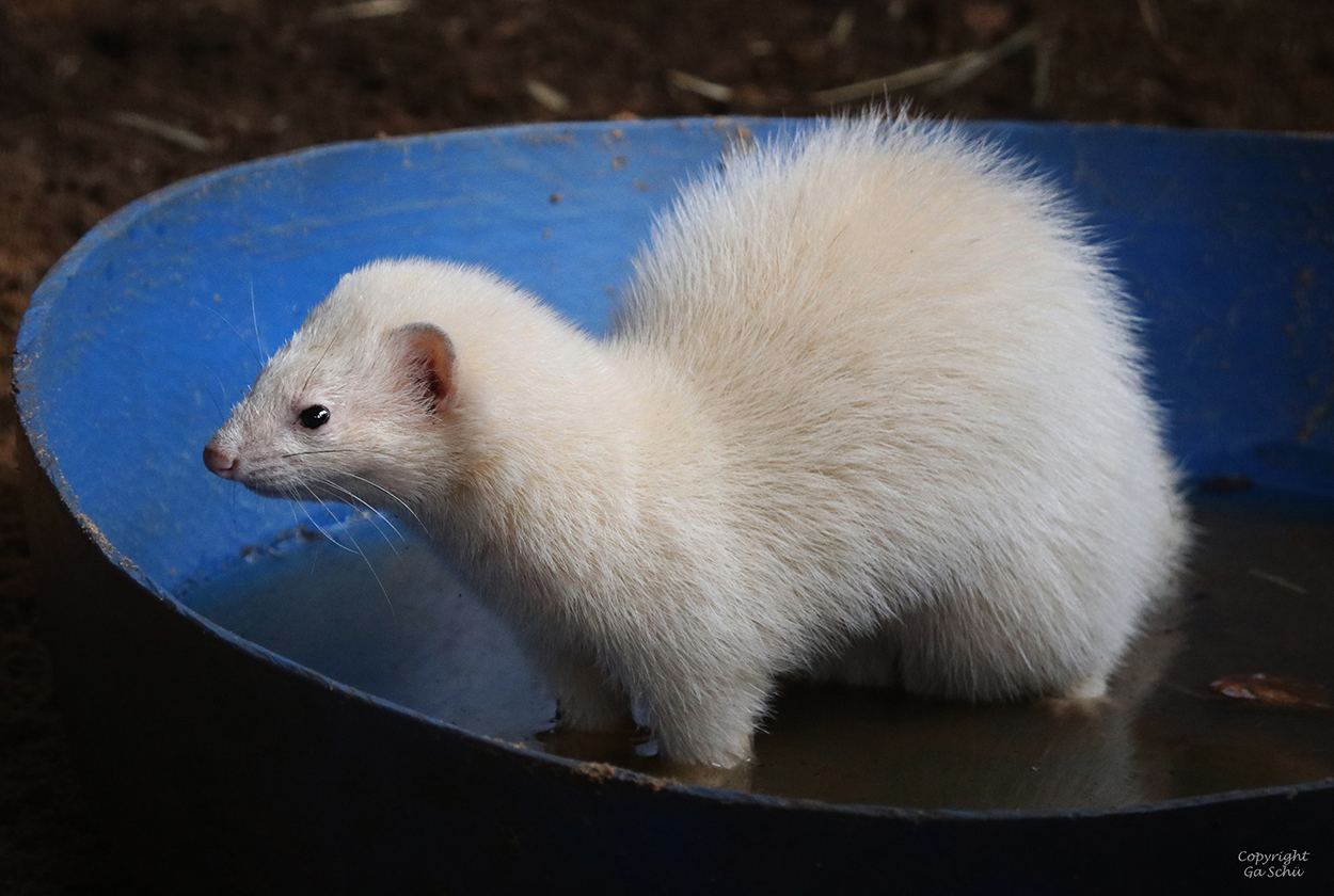 Fine Foto & Bild | natur, tiere, raubtiere Bilder auf fotocommunity