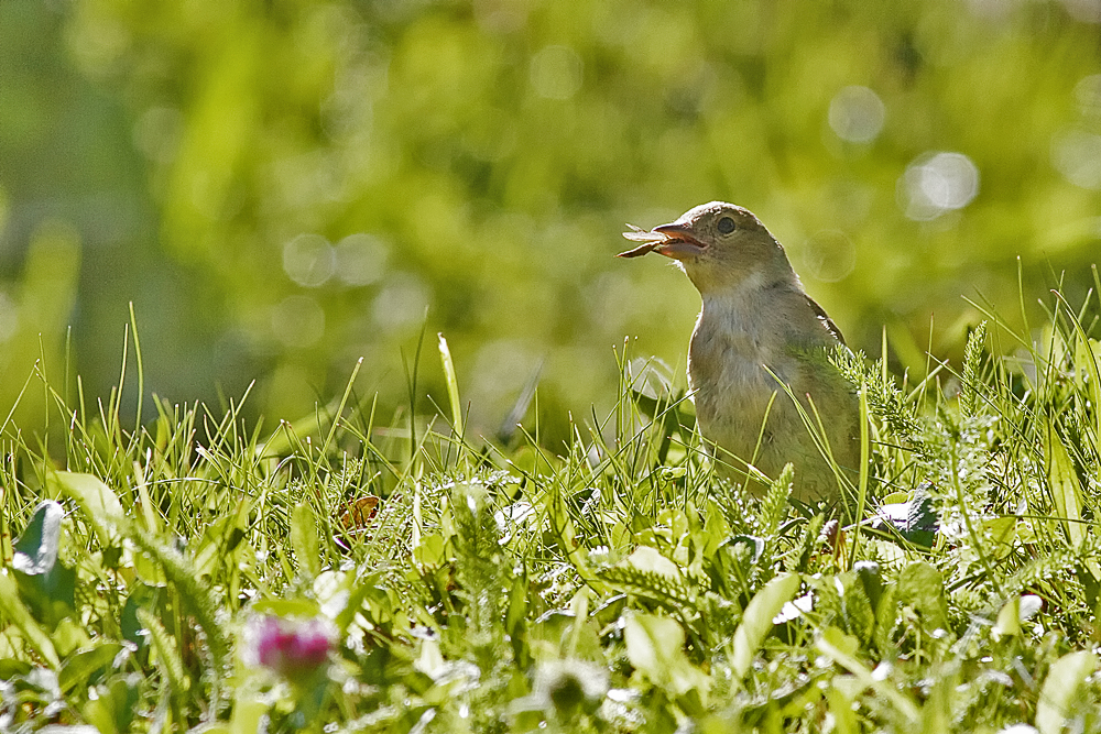Fine mouche photo et image | animaux, animaux sauvages, oiseaux Images ...