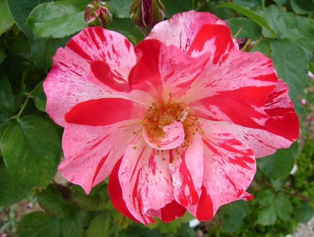 fine rose photo et image | fleurs, roses, fleurs, végétaux, fr Images ...