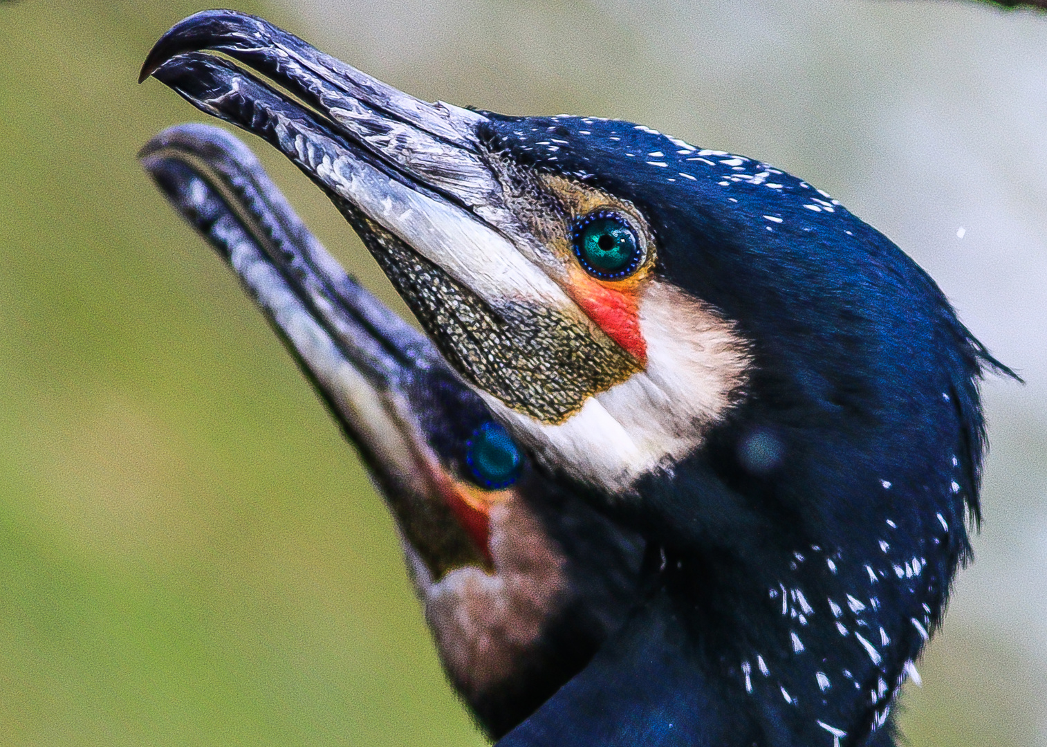 Fine young comorans Foto & Bild | tiere, zoo, wildpark & falknerei ...