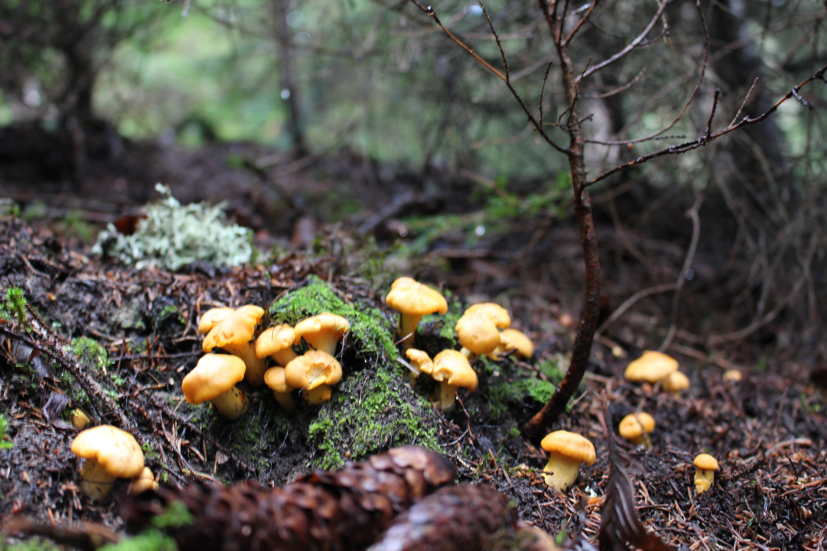 Finferli Foto % Immagini| piante, fiori e funghi, natura Foto su ...