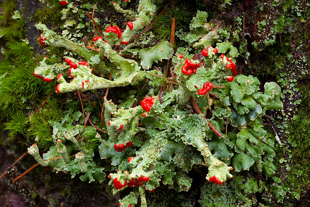 Finger-Becherflechte Foto & Bild | pflanzen, pilze & flechten, pilze & flechten, flechten Bilder ...