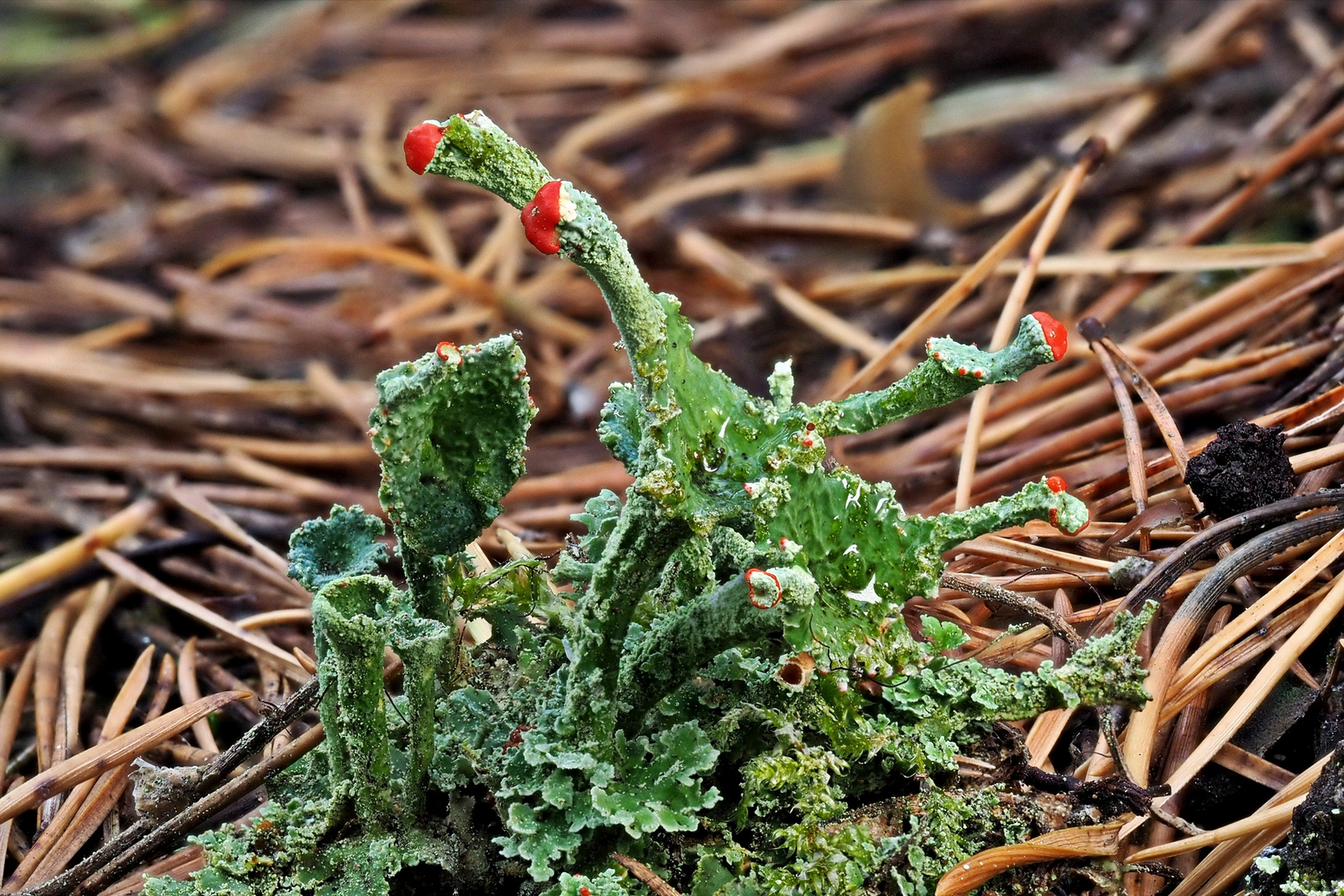 Finger-Becherflechte (Cladonia digidata) Foto & Bild | pflanzen, pilze & flechten, landschaft ...