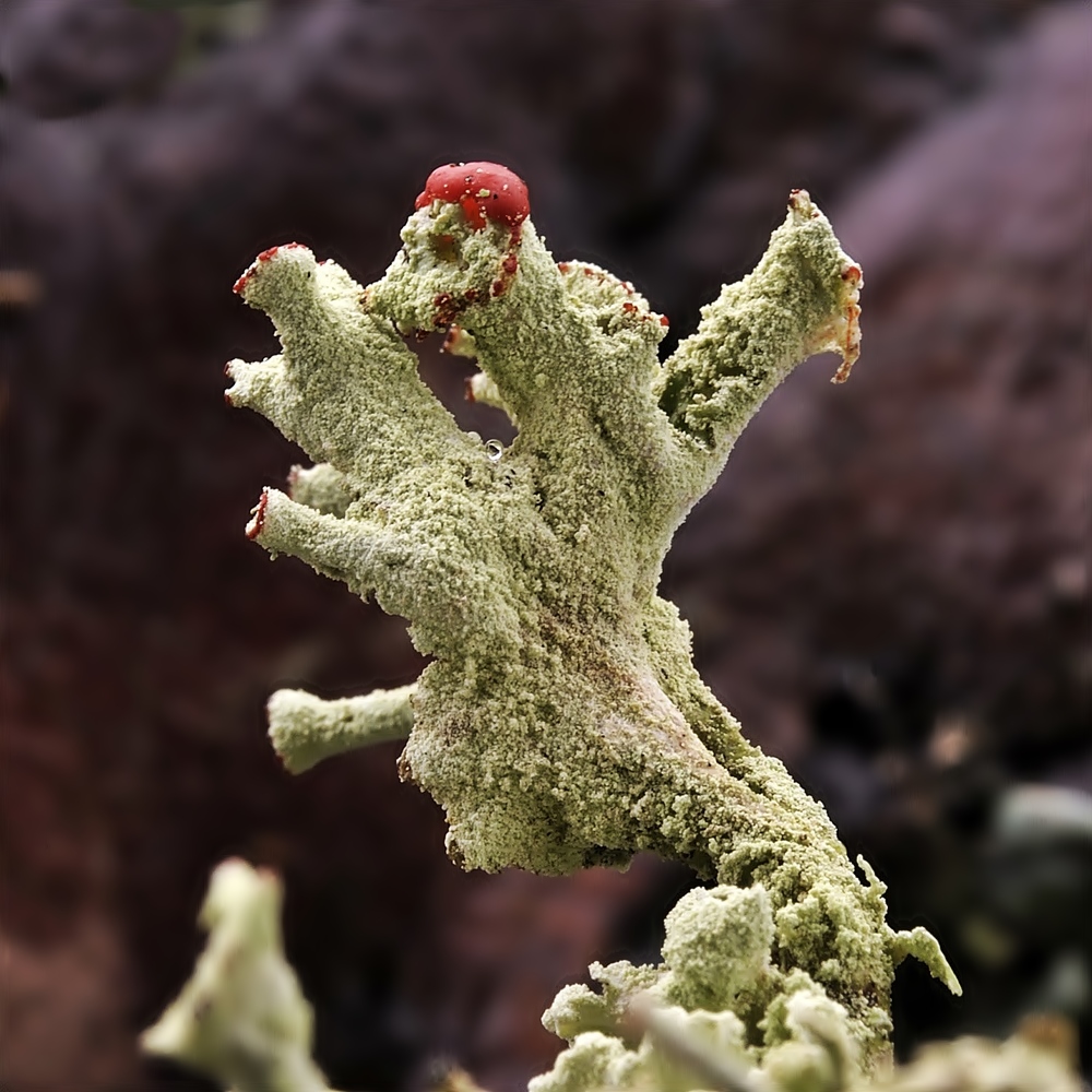 Finger-Becherflechte (Cladonia digitata) 2 Foto & Bild | pflanzen, pilze & flechten, pilze ...
