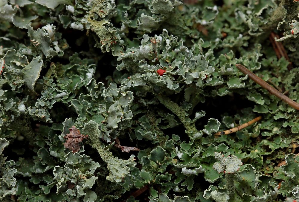Finger-Becherflechte (Cladonia digitata) auf morschem Birkenstamm Foto & Bild | pflanzen, pilze ...
