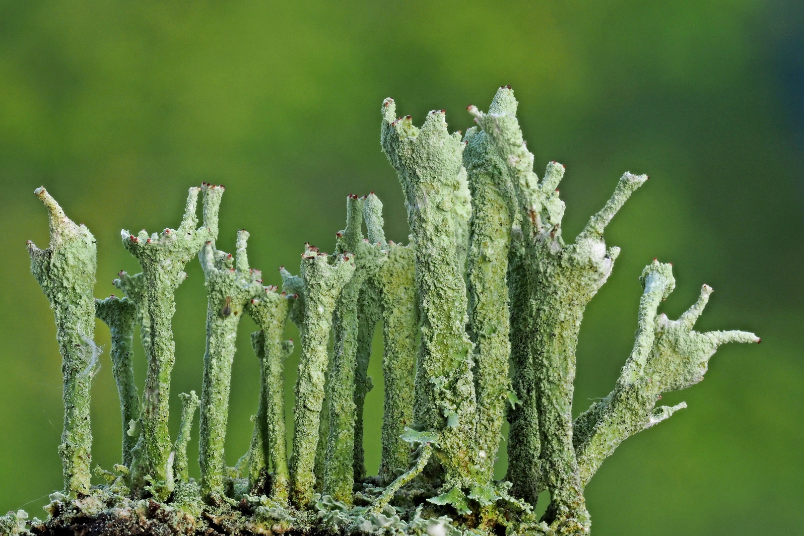 Finger-Becherflechte (Cladonia digitata) Foto & Bild | pflanzen, pilze & flechten, pilze ...