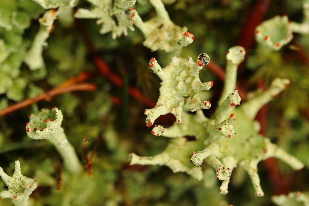 Finger-Becherflechten (Cladonia digitata) (?) Foto & Bild | pflanzen, pilze & flechten, pilze ...