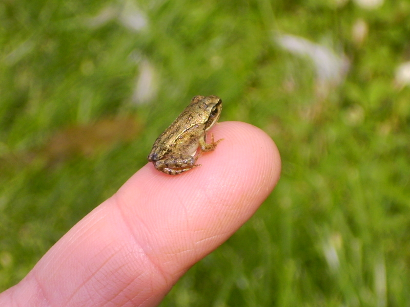Finger- Frosch Foto & Bild | tiere, wildlife, amphibien & reptilien ...
