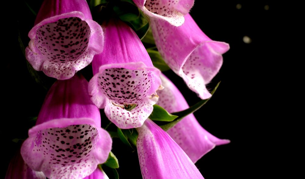 Fingerhut Foto & Bild | outdoor, natur, portrait Bilder auf fotocommunity