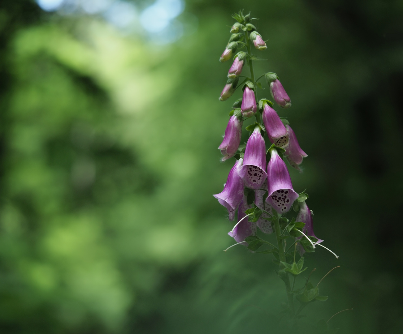 Fingerhut Foto & Bild | fotos, spezial, wald Bilder auf fotocommunity